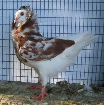 Old Dutch Capuchine Pigeon Pictures ~ ENCYCLOPEDIA OF PIGEON BREEDS