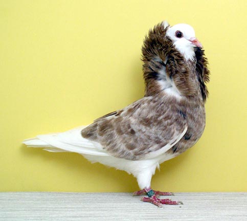 Old Dutch Capuchine Pigeon Pictures ~ ENCYCLOPEDIA OF PIGEON BREEDS