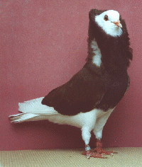 Old Dutch Capuchine Pigeon Pictures ~ ENCYCLOPEDIA OF PIGEON BREEDS