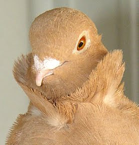 Chinese Owl Pigeon Pictures ~ ENCYCLOPEDIA OF PIGEON BREEDS