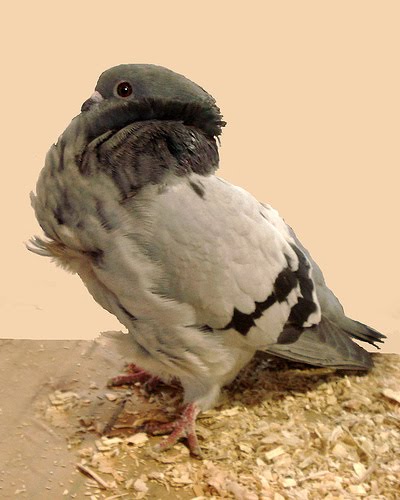 Chinese Owl Pigeon Pictures ~ ENCYCLOPEDIA OF PIGEON BREEDS
