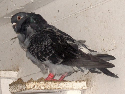 Chinese Owl Pigeon Pictures ~ ENCYCLOPEDIA OF PIGEON BREEDS
