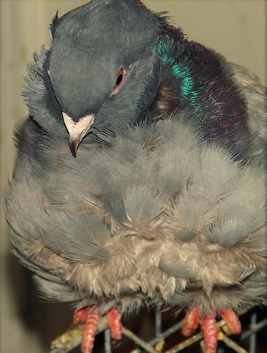 Chinese Owl Pigeon Pictures ~ ENCYCLOPEDIA OF PIGEON BREEDS
