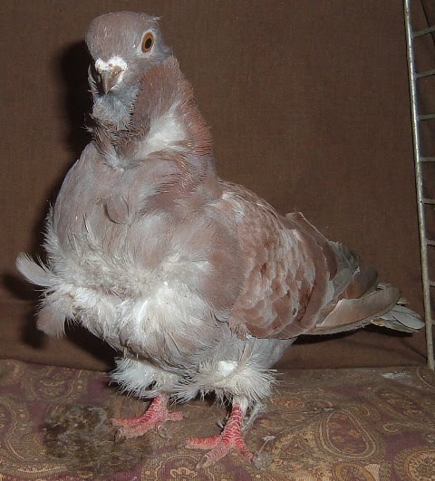 Chinese Owl Pigeon Pictures ~ ENCYCLOPEDIA OF PIGEON BREEDS