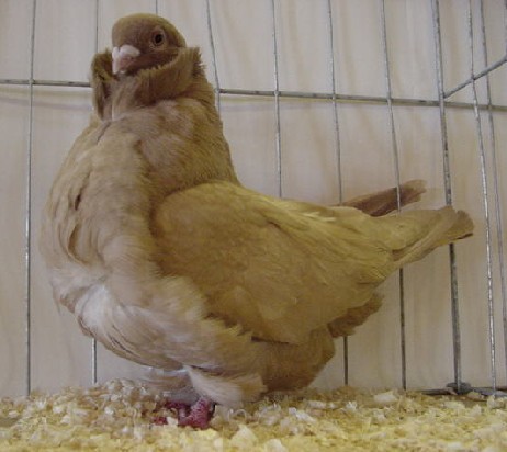 Chinese Owl Pigeon Pictures ~ ENCYCLOPEDIA OF PIGEON BREEDS