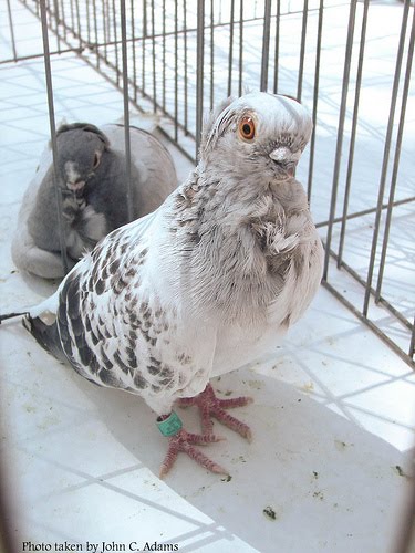 Chinese Owl Pigeon Pictures ~ ENCYCLOPEDIA OF PIGEON BREEDS