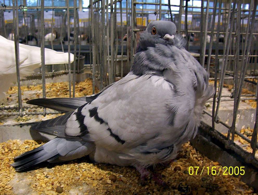 Chinese Owl Pigeon Pictures ~ ENCYCLOPEDIA OF PIGEON BREEDS