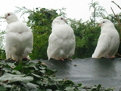 Chinese Owl Pigeon Pictures ~ ENCYCLOPEDIA OF PIGEON BREEDS