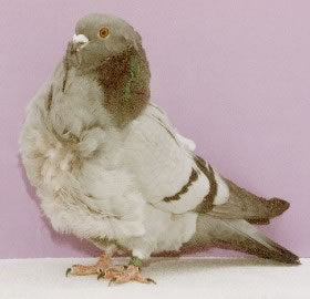 Chinese Owl Pigeon Pictures ~ ENCYCLOPEDIA OF PIGEON BREEDS