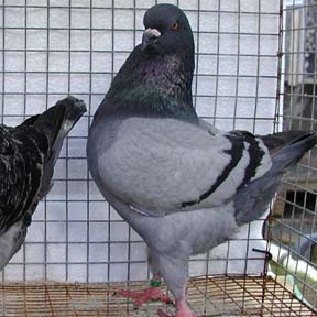 JUAL BURUNG MERPATI HIAS - pigeon breeds: KING PIGEON - RAJA MERPATI HIAS