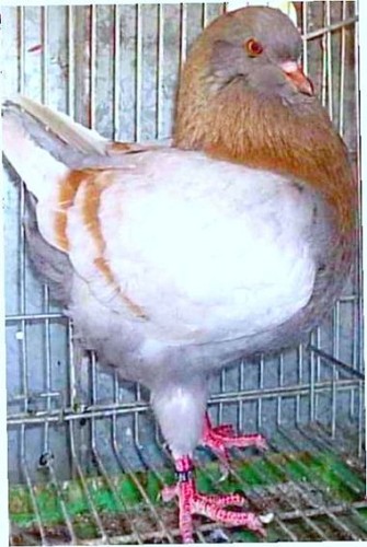 King Pigeon Pictures ~ ENCYCLOPEDIA OF PIGEON BREEDS