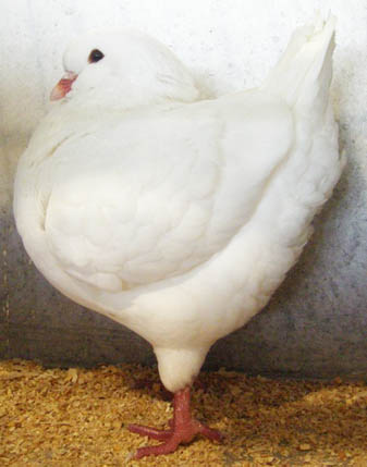 JUAL BURUNG MERPATI HIAS - pigeon breeds: KING PIGEON - RAJA MERPATI HIAS