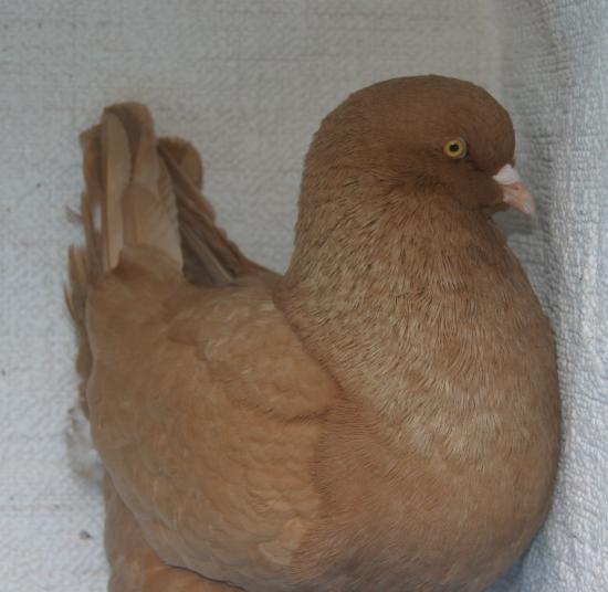 King Pigeon Pictures ~ ENCYCLOPEDIA OF PIGEON BREEDS