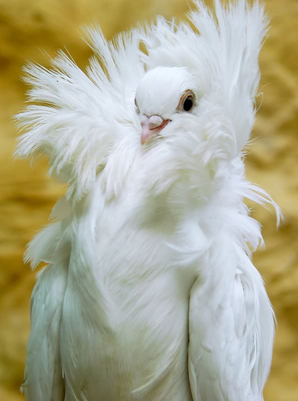 Jacobin Pigeon Pictures ~ ENCYCLOPEDIA OF PIGEON BREEDS