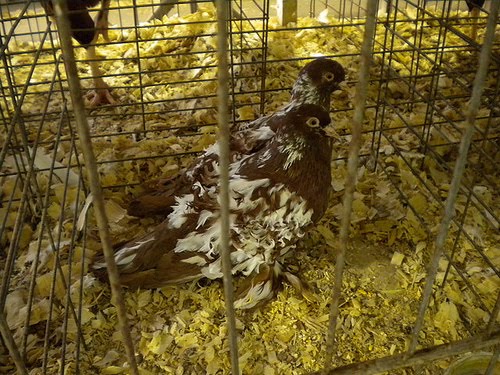 Frill Back Pigeon Pictures ~ ENCYCLOPEDIA OF PIGEON BREEDS