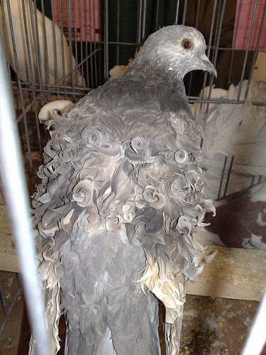 Frill Back Pigeon Pictures ~ ENCYCLOPEDIA OF PIGEON BREEDS