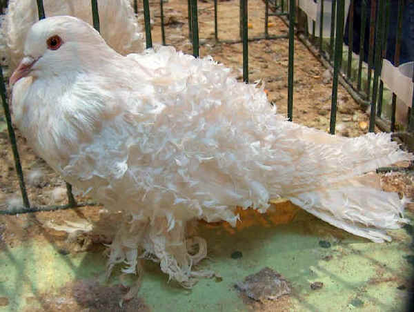 JUAL BURUNG MERPATI HIAS - pigeon breeds: FRILLBACK PIGEON MERPATI HIAS
