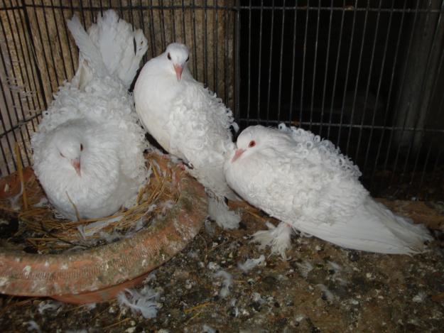 Frill Back Pigeon Pictures ~ ENCYCLOPEDIA OF PIGEON BREEDS