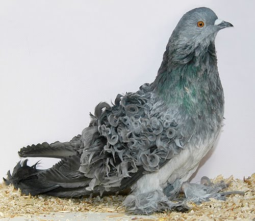 Frill Back Pigeon Pictures ~ ENCYCLOPEDIA OF PIGEON BREEDS