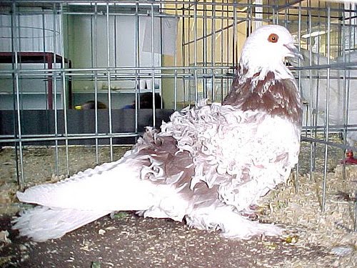 JUAL BURUNG MERPATI HIAS - pigeon breeds: FRILLBACK PIGEON MERPATI HIAS