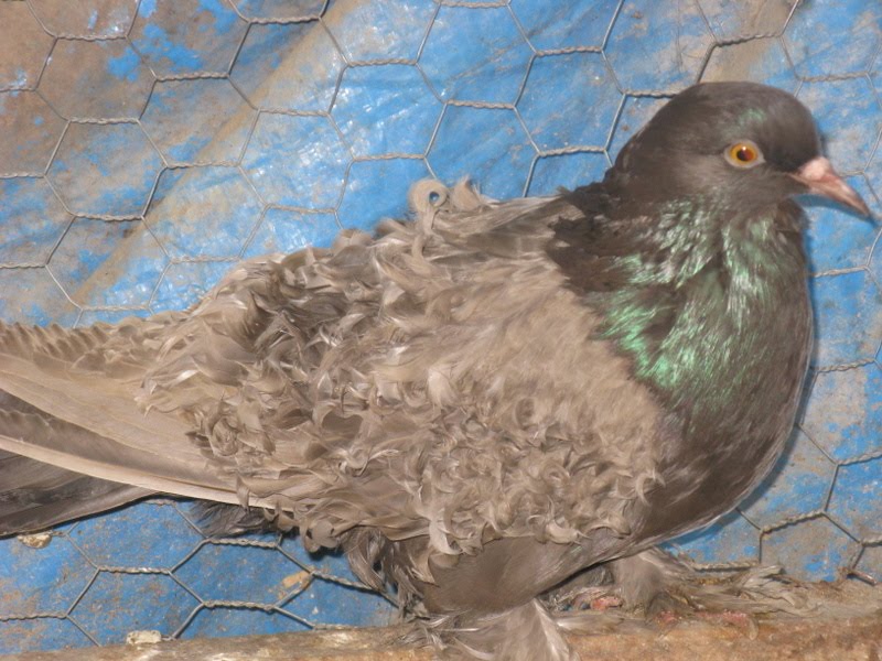 Frill Back Pigeon Pictures ~ ENCYCLOPEDIA OF PIGEON BREEDS