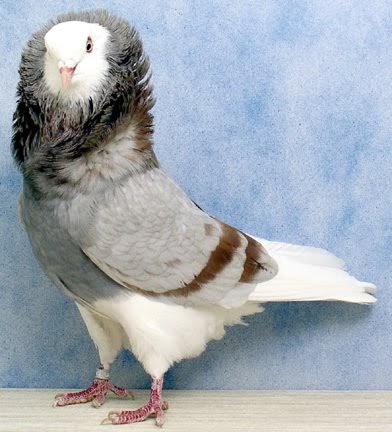 Old Dutch Capuchine Pigeon Pictures ~ ENCYCLOPEDIA OF PIGEON BREEDS