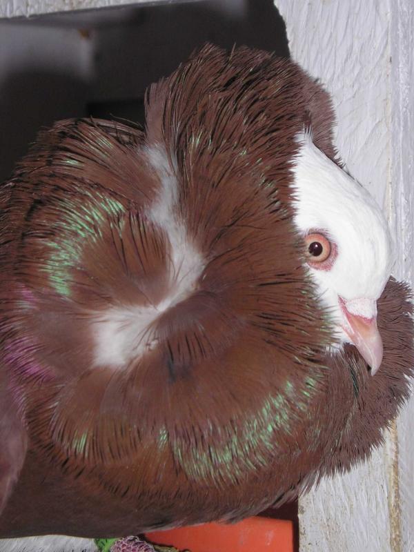 Old Dutch Capuchine Pigeon Pictures ~ ENCYCLOPEDIA OF PIGEON BREEDS