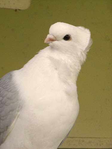 Old German Owl Pigeon Pictures ~ ENCYCLOPEDIA OF PIGEON BREEDS