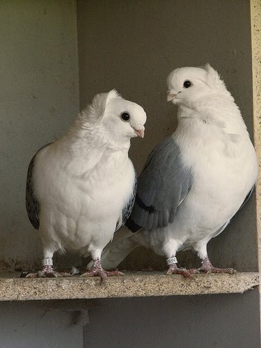 Old German Owl Pigeon Pictures ~ ENCYCLOPEDIA OF PIGEON BREEDS