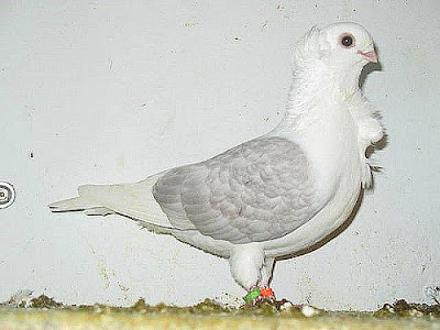 Old German Owl Pigeon Pictures ~ ENCYCLOPEDIA OF PIGEON BREEDS