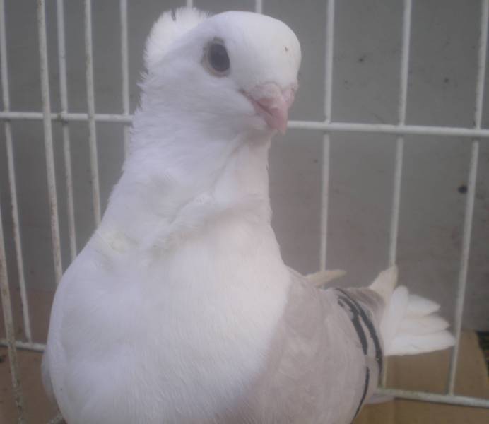 Old German Owl Pigeon Pictures ~ ENCYCLOPEDIA OF PIGEON BREEDS