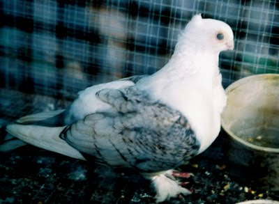Old German Owl Pigeon Pictures ~ ENCYCLOPEDIA OF PIGEON BREEDS
