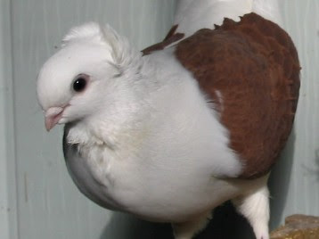 Old German Owl Pigeon Pictures ~ ENCYCLOPEDIA OF PIGEON BREEDS