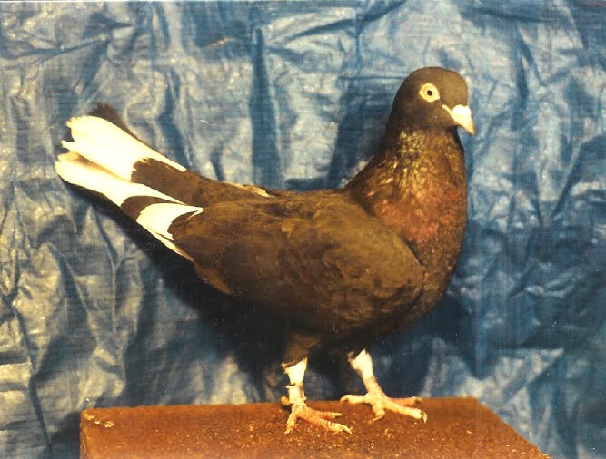 Birmingham Roller Pigeon Pictures ~ ENCYCLOPEDIA OF PIGEON BREEDS