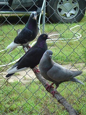 Birmingham Roller Pigeon Pictures ~ ENCYCLOPEDIA OF PIGEON BREEDS