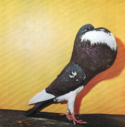 Ghent Cropper Pigeon Pictures ~ ENCYCLOPEDIA OF PIGEON BREEDS