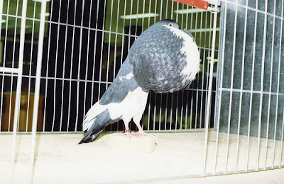 Norwich Cropper Pigeon Pictures ~ ENCYCLOPEDIA OF PIGEON BREEDS