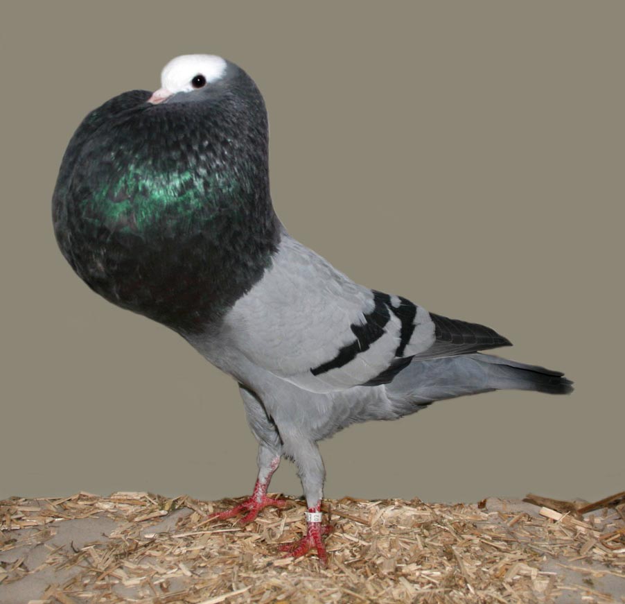 Silesian Pouter Pigeon Pictures ~ ENCYCLOPEDIA OF PIGEON BREEDS