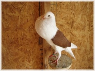 Voorburg Shield Cropper Pigeon Pictures ~ ENCYCLOPEDIA OF PIGEON BREEDS