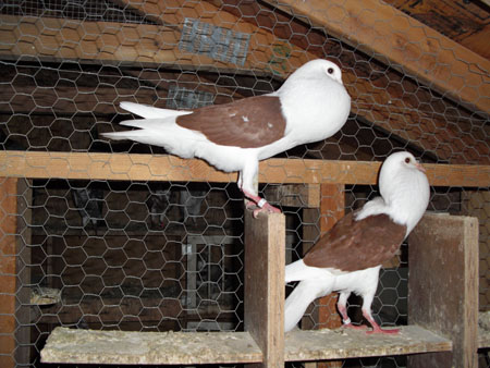 Voorburg Shield Cropper Pigeon Pictures ~ ENCYCLOPEDIA OF PIGEON BREEDS