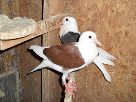 Voorburg Shield Cropper Pigeon Pictures ~ ENCYCLOPEDIA OF PIGEON BREEDS