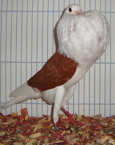 Voorburg Shield Cropper Pigeon Pictures ~ ENCYCLOPEDIA OF PIGEON BREEDS
