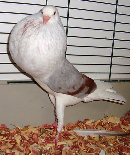 Voorburg Shield Cropper Pigeon Pictures ~ ENCYCLOPEDIA OF PIGEON BREEDS