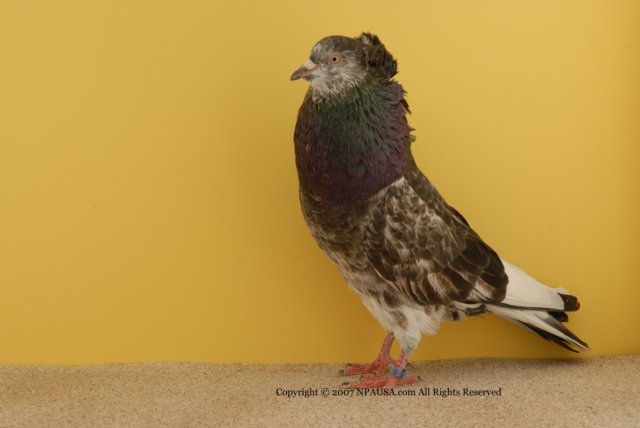 Starwitzer Pouter Pigeon Pictures ~ ENCYCLOPEDIA OF PIGEON BREEDS