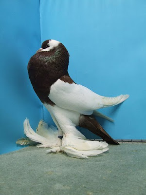 Reversewing Pouter Pigeon Pictures ~ ENCYCLOPEDIA OF PIGEON BREEDS