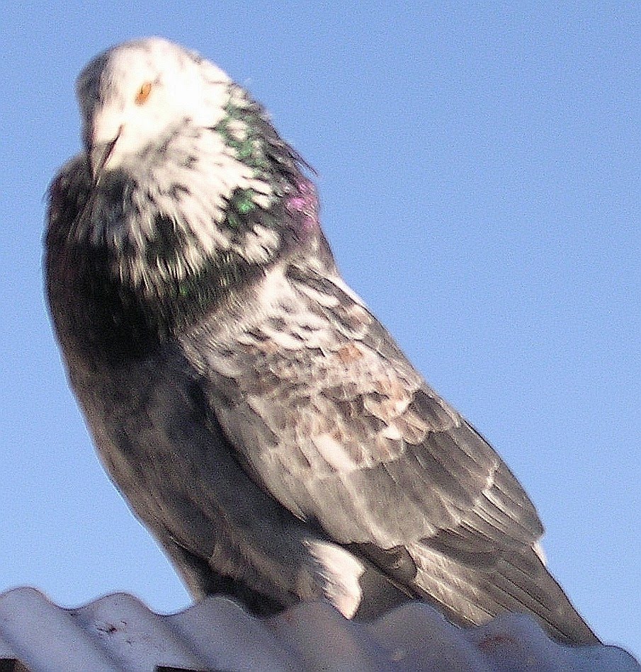 Deportivo Pouter Pigeon Pictures ~ ENCYCLOPEDIA OF PIGEON BREEDS