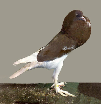 English Pouter Pigeon Pictures ~ ENCYCLOPEDIA OF PIGEON BREEDS