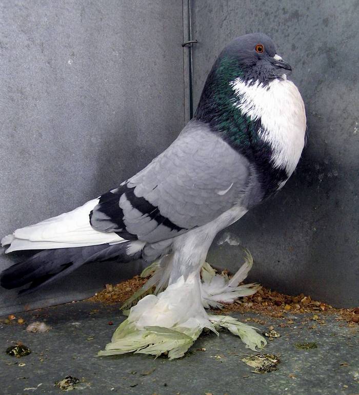 Pomeranian Pouter Pigeon Pictures ~ ENCYCLOPEDIA OF PIGEON BREEDS
