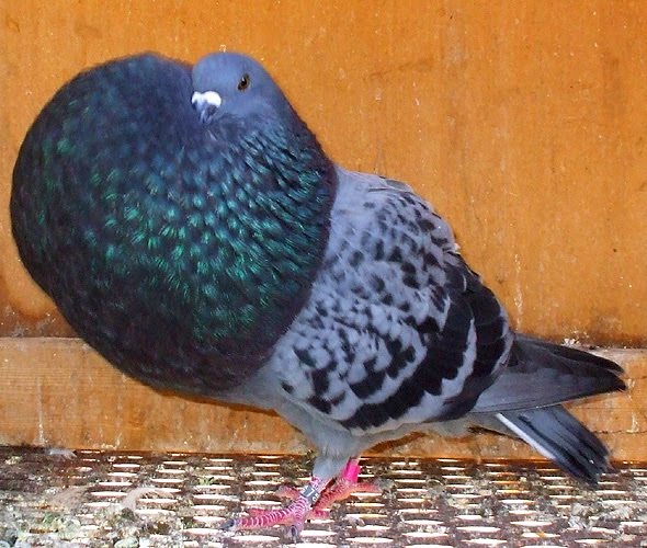 July 2009 ~ ENCYCLOPEDIA OF PIGEON BREEDS