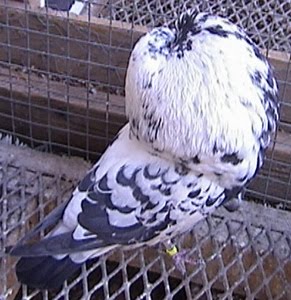 Gaditano Pouter Pigeon Pictures ~ ENCYCLOPEDIA OF PIGEON BREEDS
